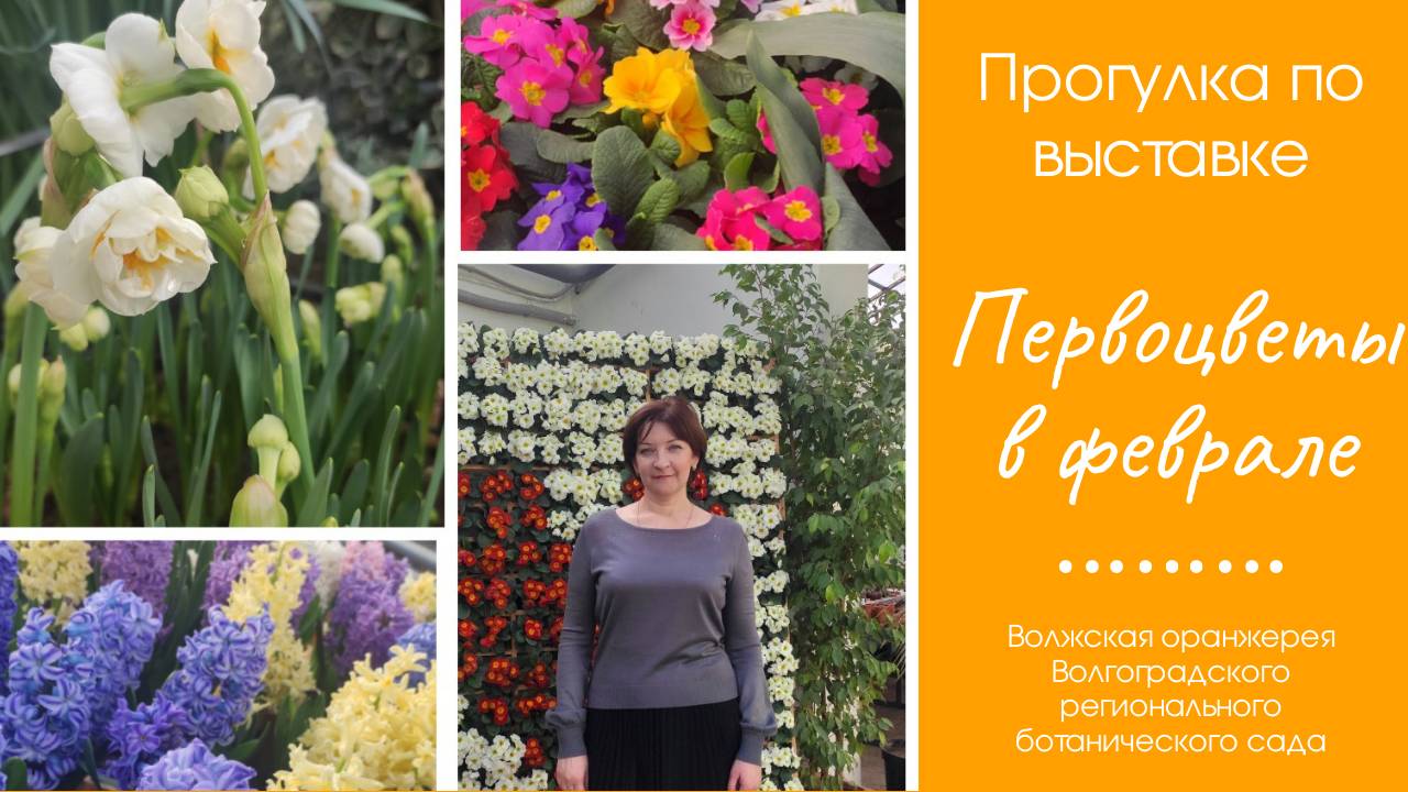 Цветущий оазис среди снегов - Выставка первоцветов в Волжской оранжерее