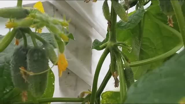 Какие аномалии могут вырасти на огурцах партенокарпиках.. Начало.