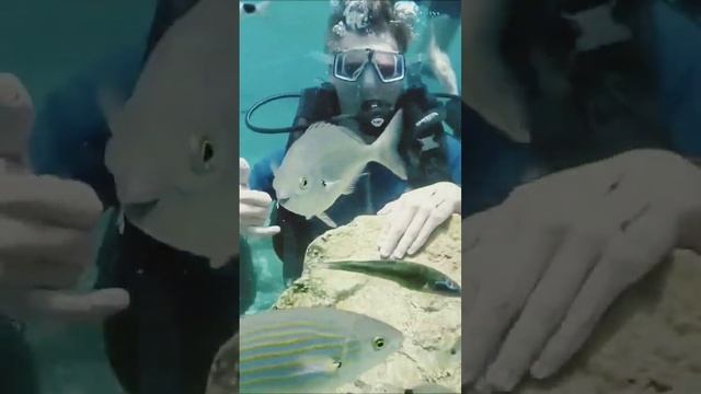 Дайвинг Мармарис Ичмелер Турция. Тутси - диеты и путешествия. @tutsi-dieti