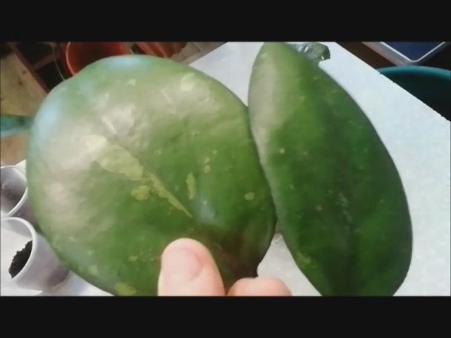 Хойи-посадка черенков