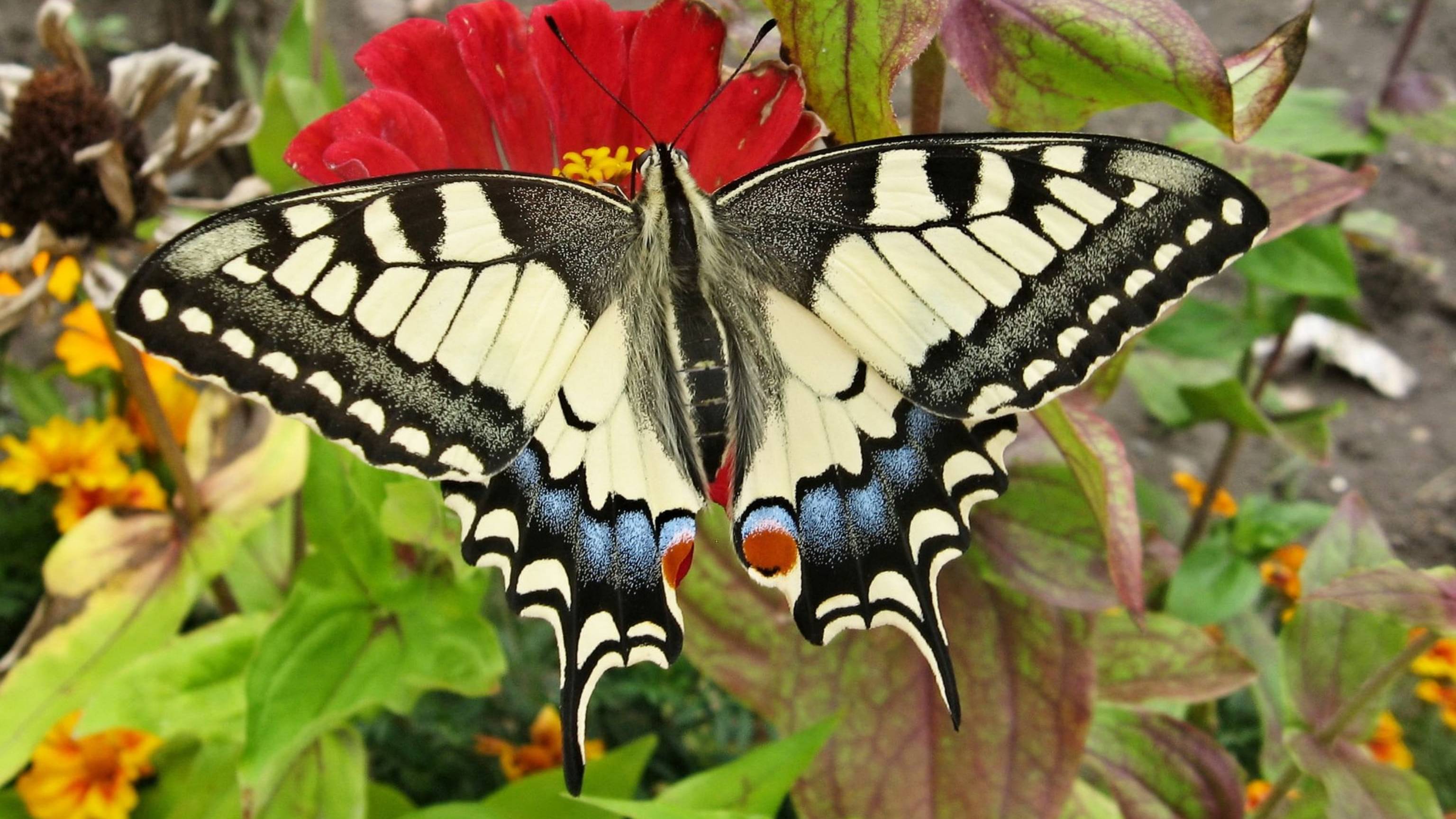 Бабочка Махаон в Турции