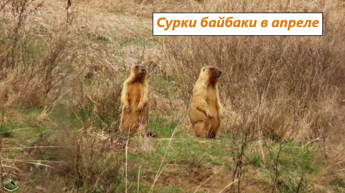 Сурки байбаки в апреле. Рыжие степные белки.
