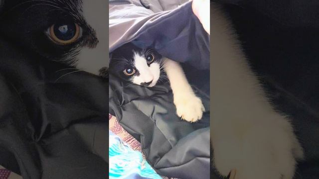 Котёнок спрятался в куртке😻❤️