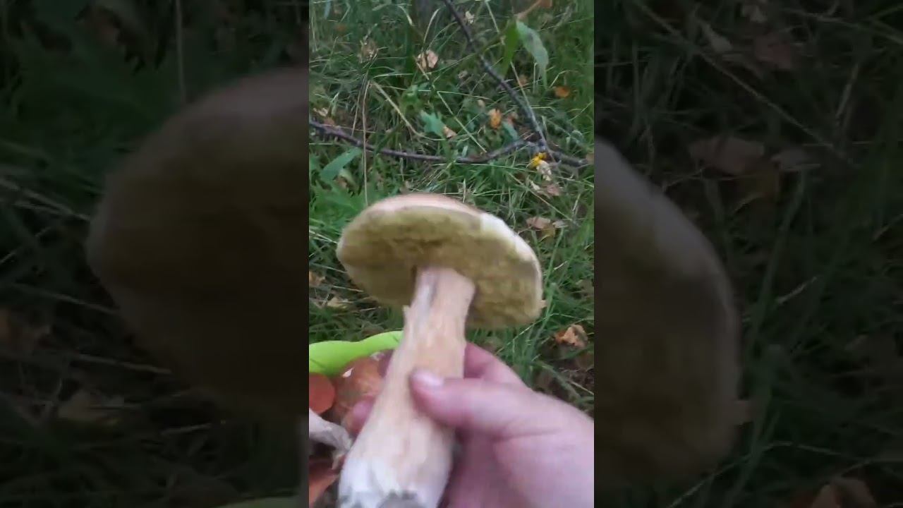 А в Рязани грибы не с глазами #грибы #грибы2024  #подберезовики #белыйгриб #рязань #грибыроссии