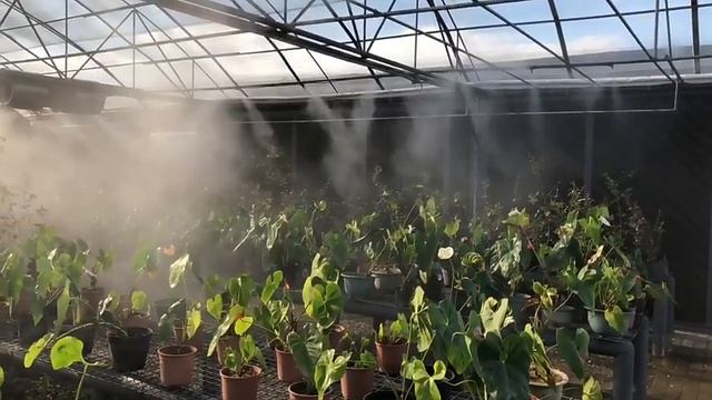 Система туманообразования для темплиц и питомников растений.