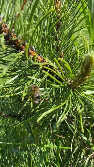 Пчела собирает падевый мед на сосне