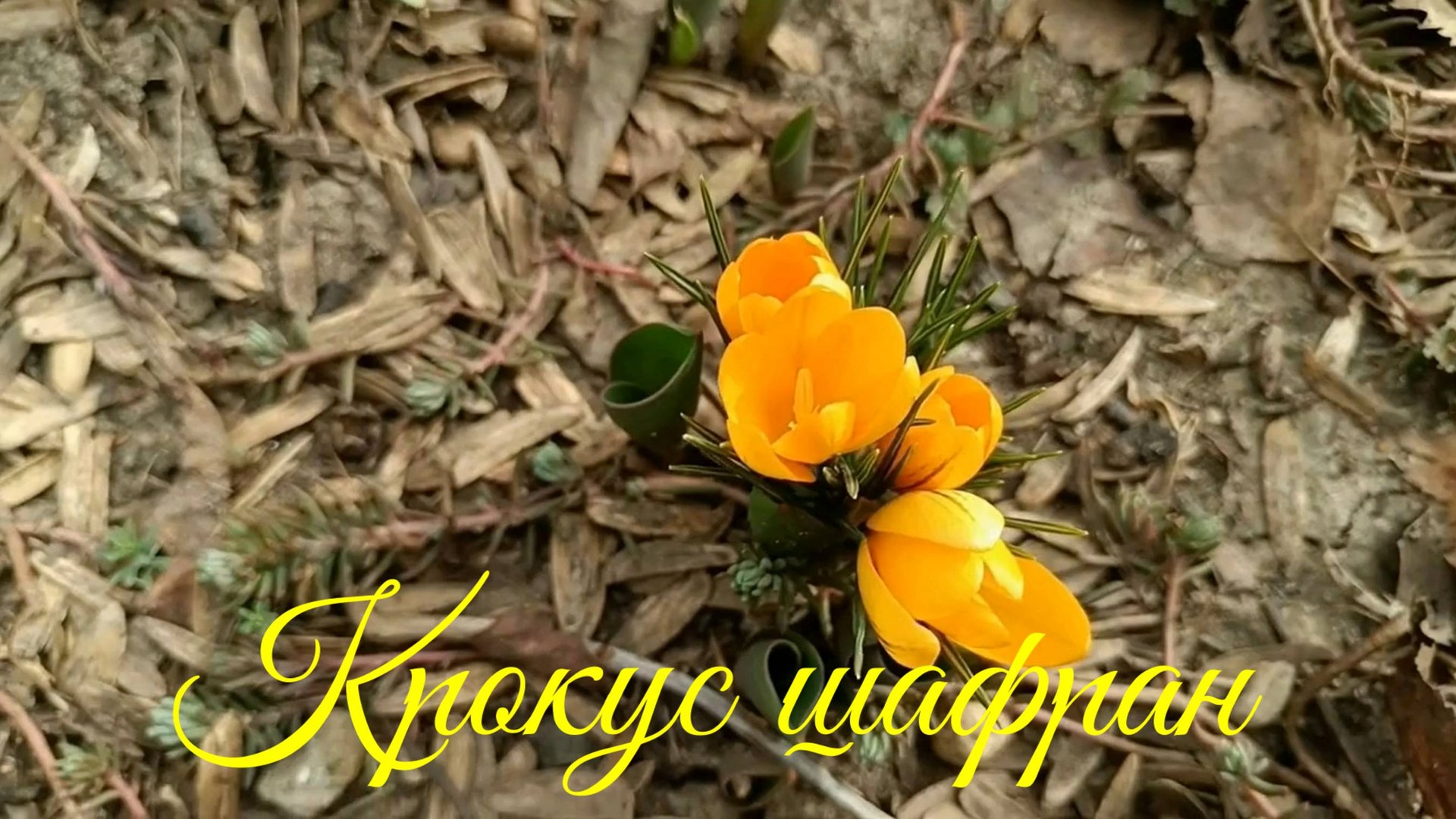 Краснодарские подснежники и крокусы.