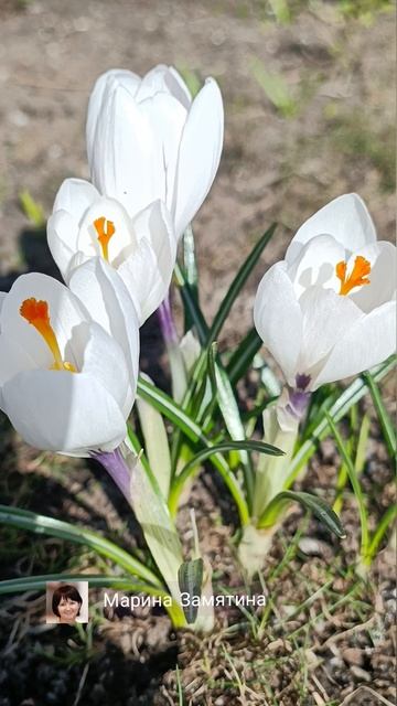 Весеннее настроение в Московском зоопарке.