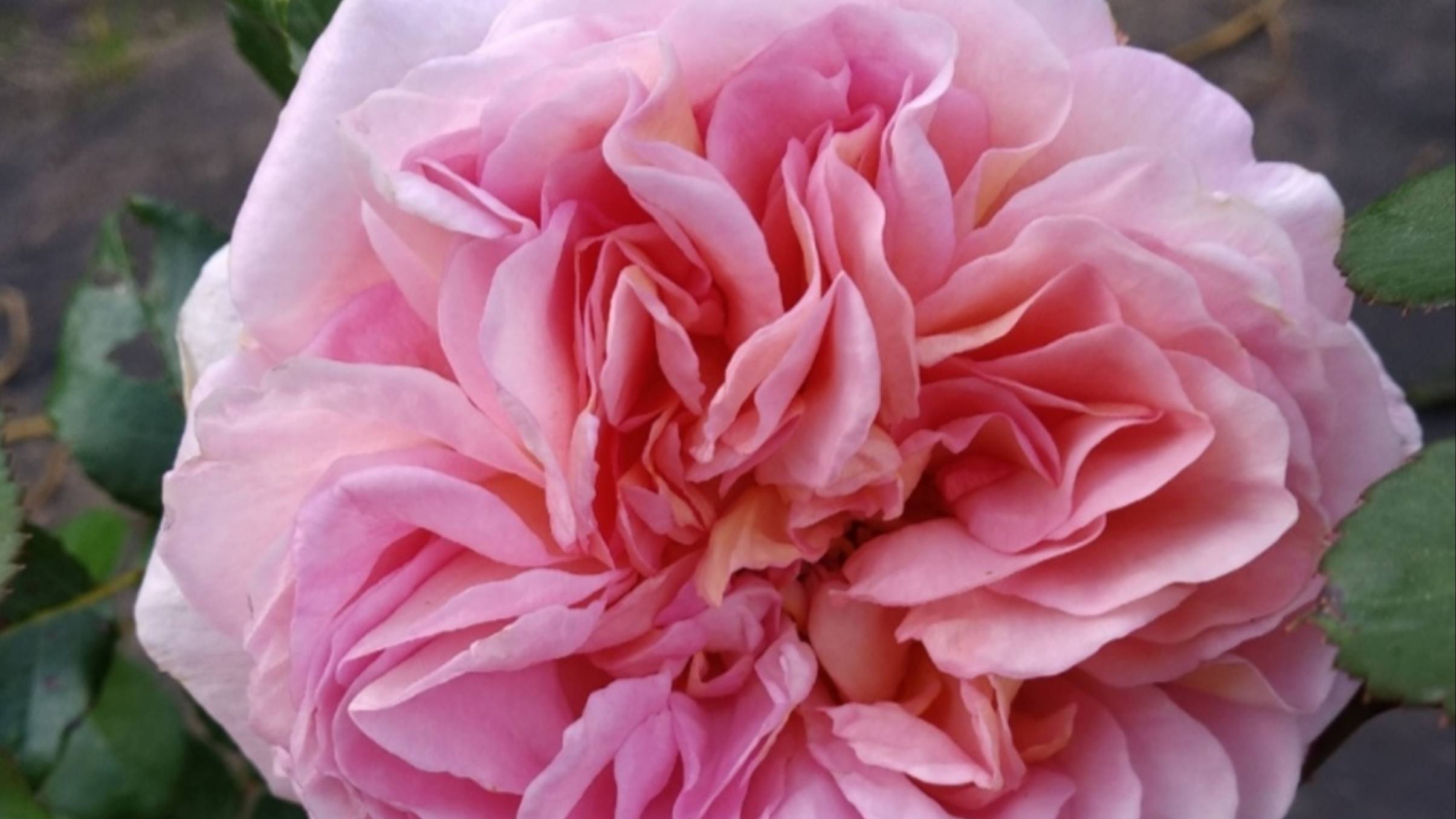 Красивые розы в моём саду