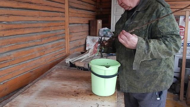 Сохранил  саженцы под снегом по совету