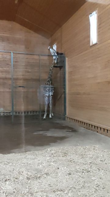 Жираф 🦒 и его язык