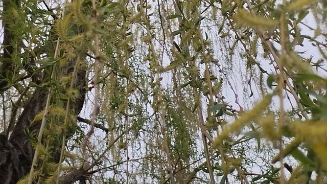 сирень уже распускается