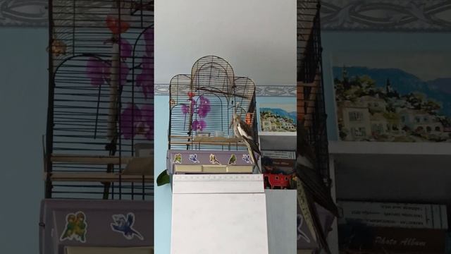 Чика птичка