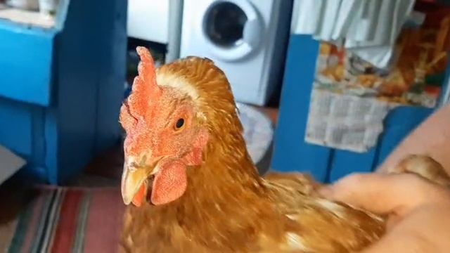 Домашняя курочка