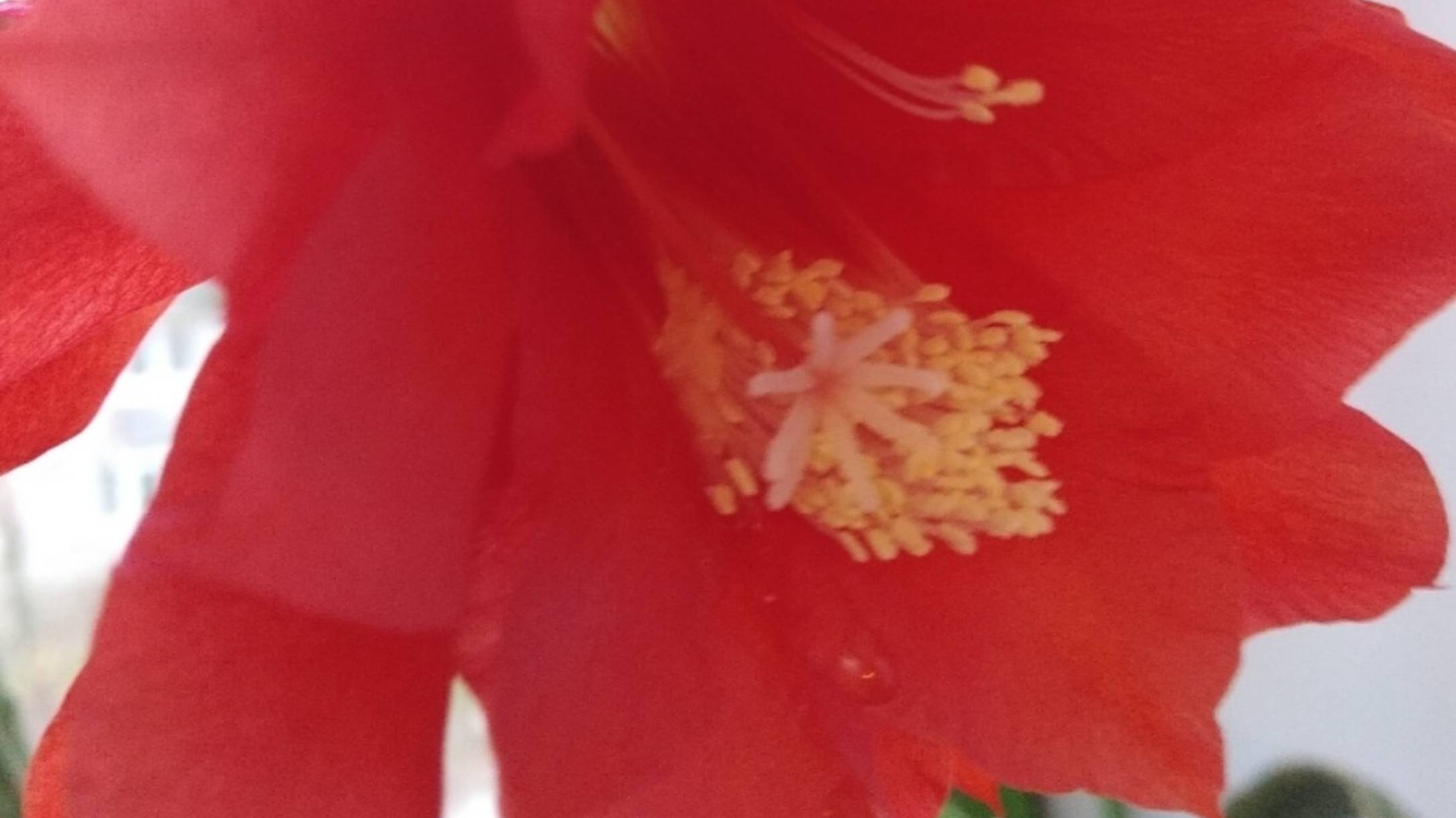 Обрезка эпифиллума