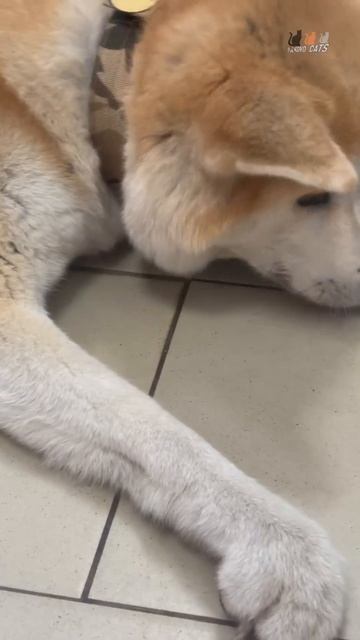 Гости зоомагазина - чем так аппетитно хрустит акита-ину Арька?