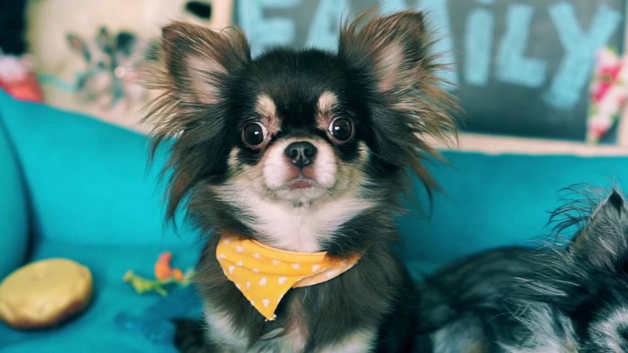 ПОКЕМОН НАПАЛ НА ПОДАРКИ! 😱 РАСПАКОВКА ОБЕРНУЛАСЬ ХАОСОМ