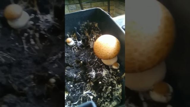 Что в ящике_ Никогда не догадаетесь!