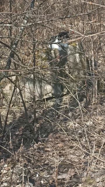 Нашествие змей Ярославль 2025, часть 3. Что за змея кто знает? 2#змеи #гадюки #ядовитыезмеи #змеи