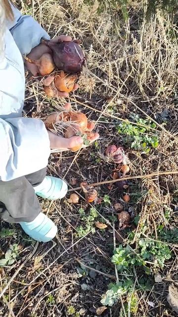 5 апреля в Сибири садим морковку и лук не семенами-проверим что будет). 1 часть