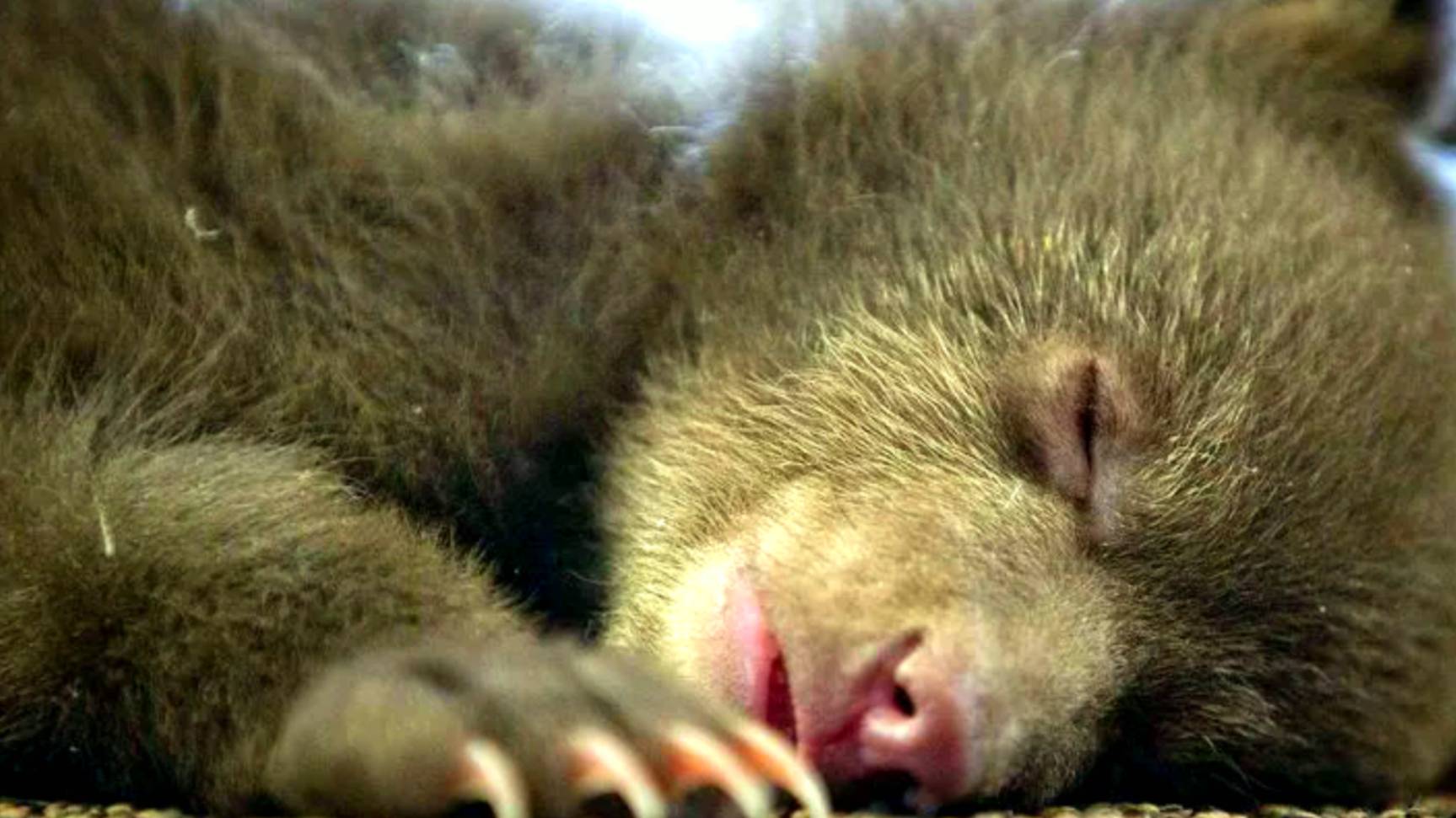 УДИВИТЕЛЬНЫЕ СНЫ МЕДВЕЖОНКА КЛАМЗИ