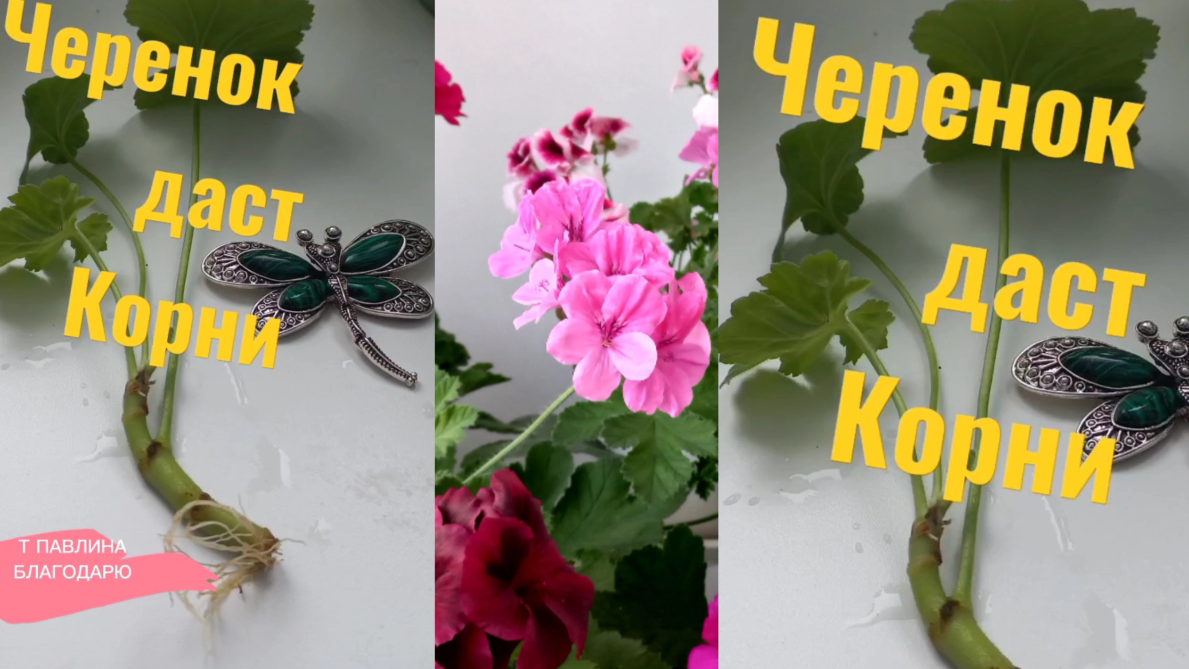 Пеларгония .Черенок корни быстро даст . Добавь в воду это... #Комнатноецветоводство