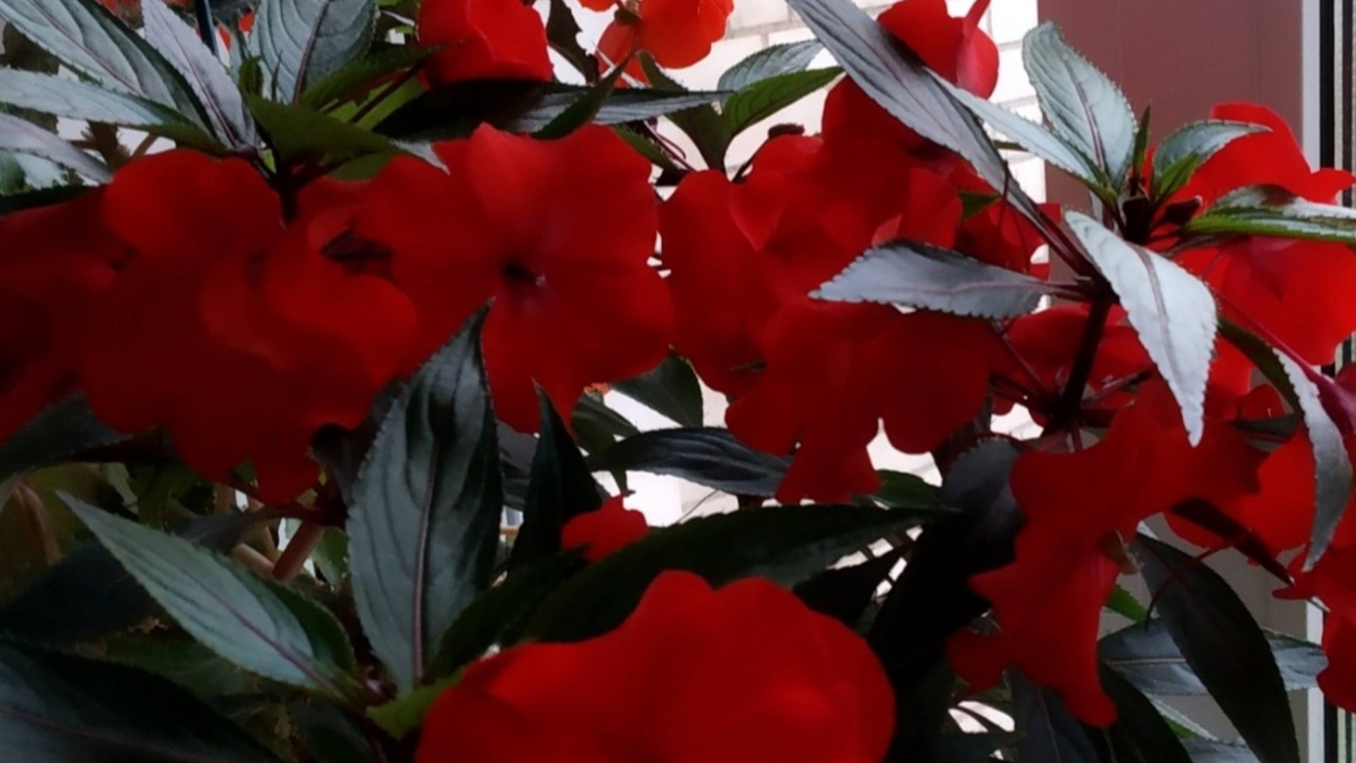 Размножение бальзамина черенками