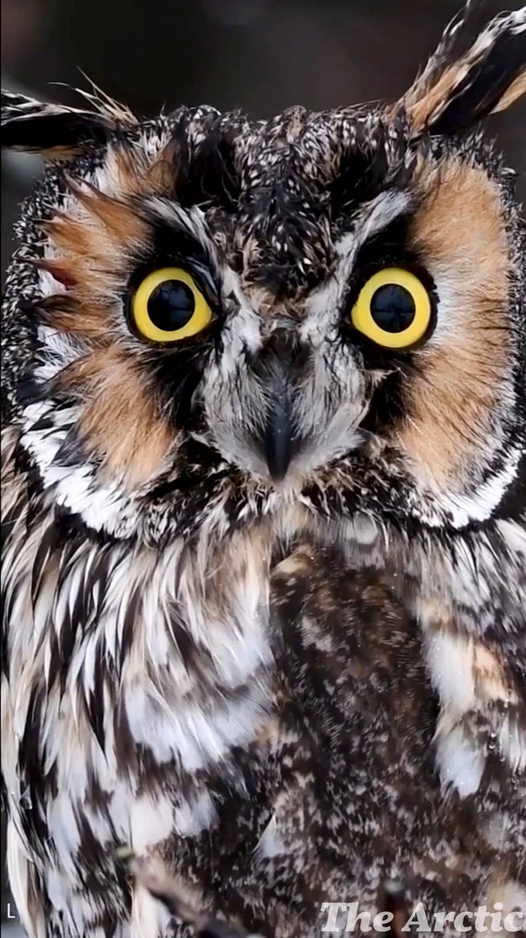 Lounge Lion-ivanish  The Arctic #music#arctic#nature#animal#lion-ivanish