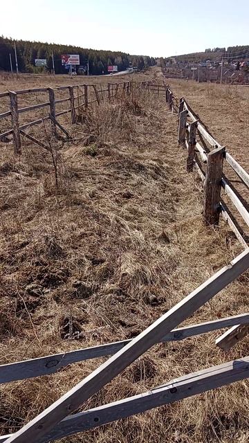 Сажали деревья, а закопали деньги.