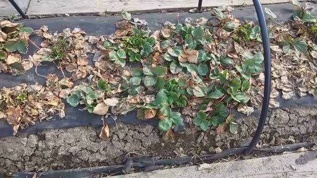 Клубника. Мои первые работы после зимы.Убираем укрывной