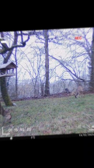 рогач, утро...