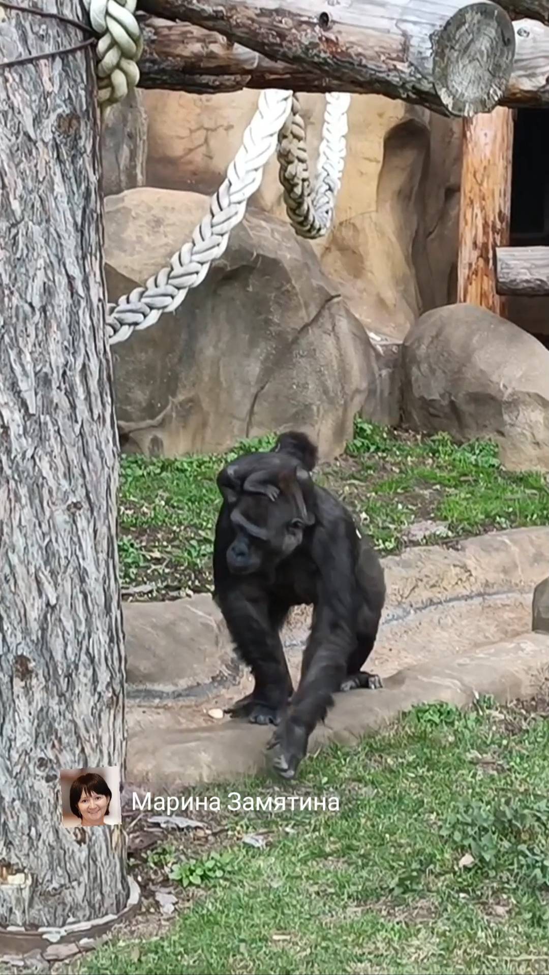 Горилла носит детеныша на голове.