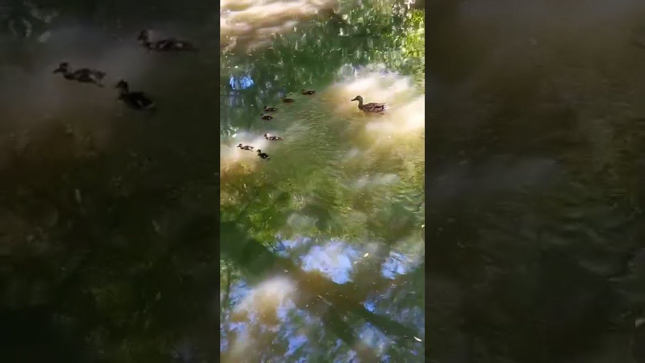#shorts Утята на прогулке #утята #утка #ducklings #duck