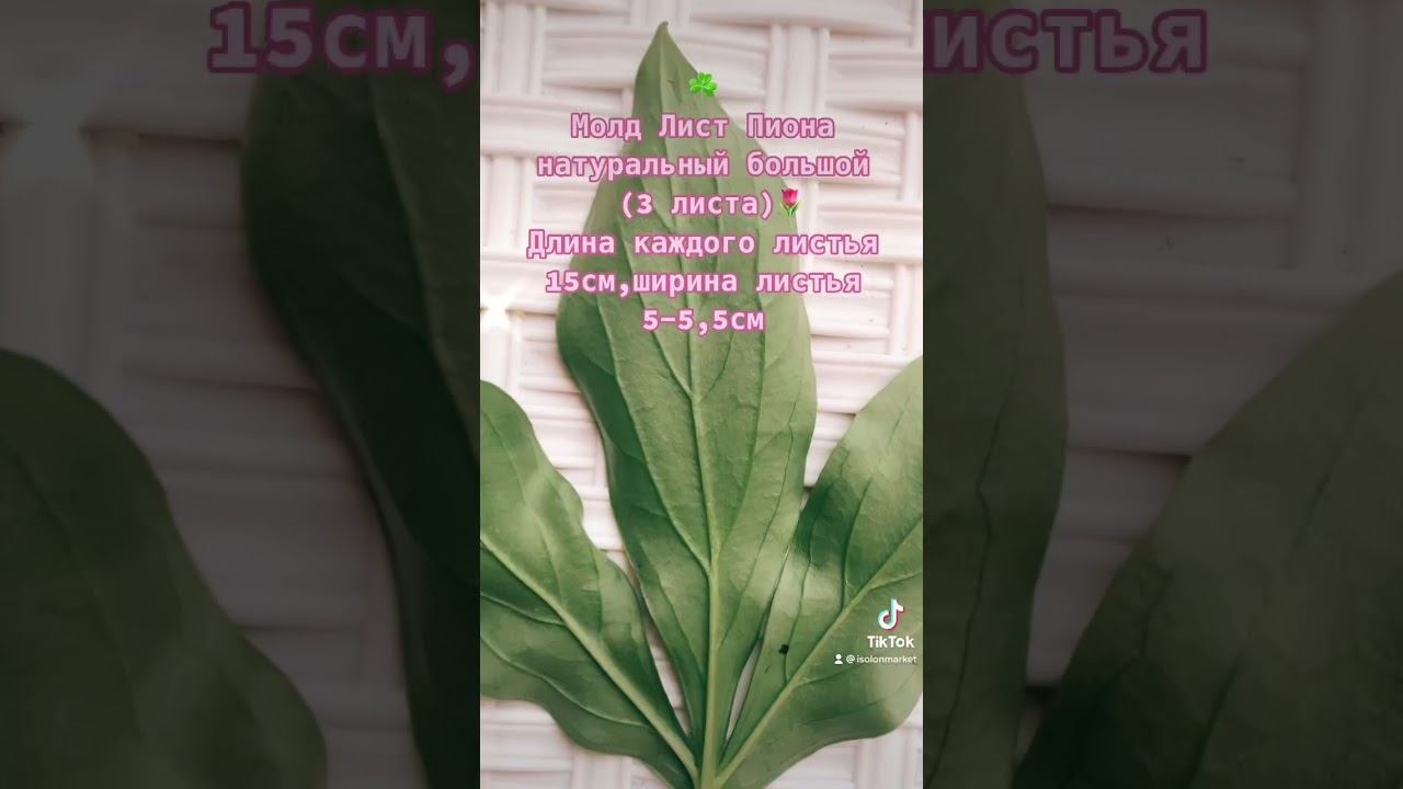 ☘️Молд Лист Пиона натуральный большой (3 листа)