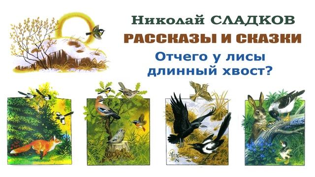 «Отчего у лисы длинный хвост?» Николай Сладков