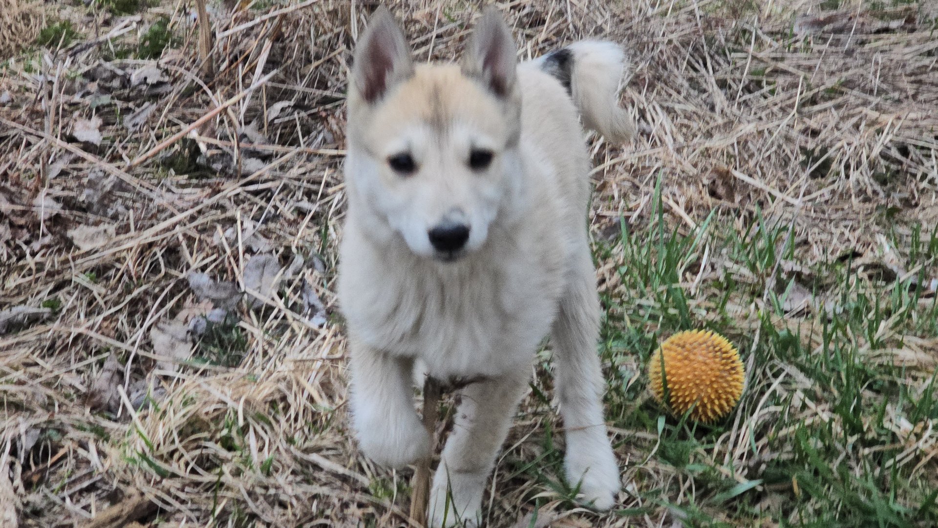 В берёзках перед снегом