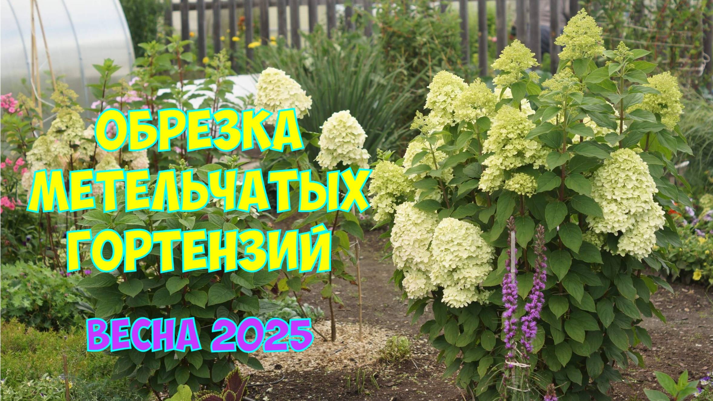 Обрезка метельчатых гортензий Весна 2025 год