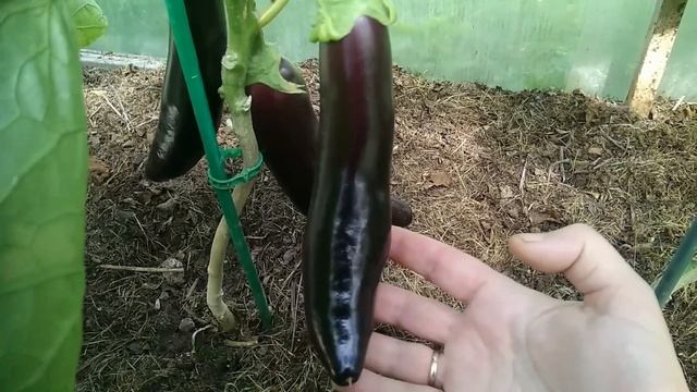 Самые любимые сорта баклажанов. Подмосковье.