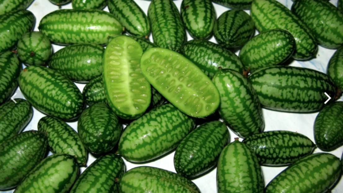 А не посадить ли такое чудесное растение, как Мелотрия шершавая_