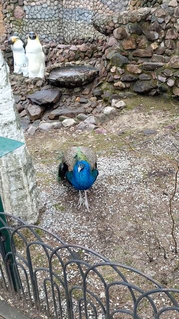 павлин-мавлин