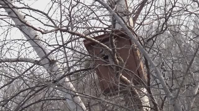 Скворцы прилетели! 5 апреля 2025г.