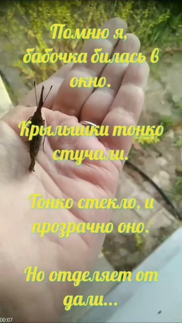 #бабочка бьётся в стекло# бабочка проснулась весной#