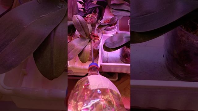 как я поливаю свои орхидеи которые растут в лесном мхе 🥀🌿🌹