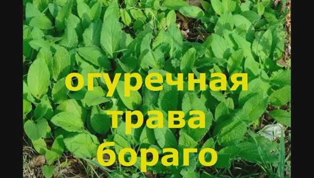 Теневыносливые растение.