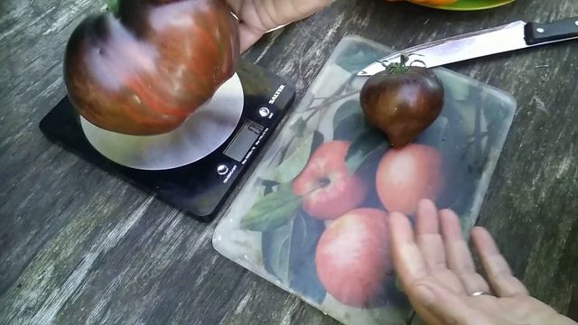 Томат Мятежный звёздный истребитель Прайм, потрясающе красивый и вкусный