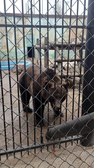 большой Миша