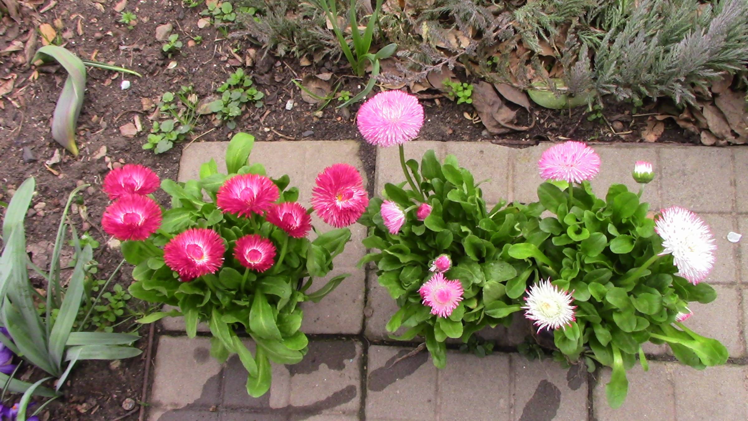 Купила маргаритки.