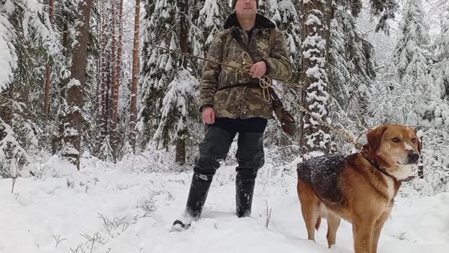 Охота на зайца, лоси всё испортили.