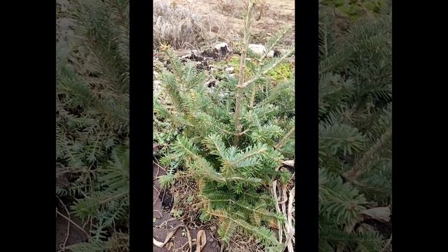 История бальзамической пихты и обзор пихты сильберлок