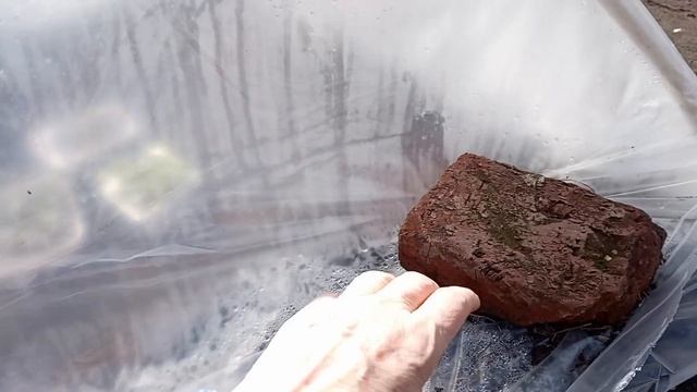 Продолжаю работы в саду и огороде, формирую грушу, обрезаю малину, посевы, посадки